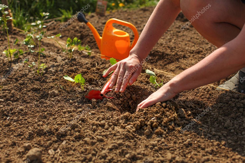 Mujer joven manos plantando pl ntulas en el peque o agujero molido con una peque a azada de ...