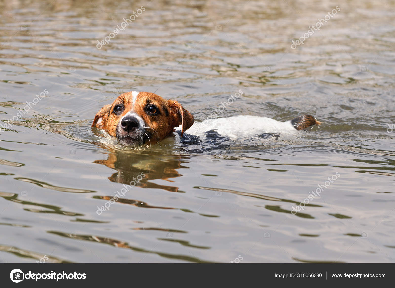 Can Jack Russell Terriers Swim