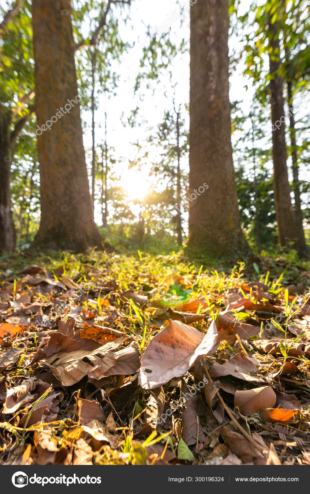 Dry Leaves Forest