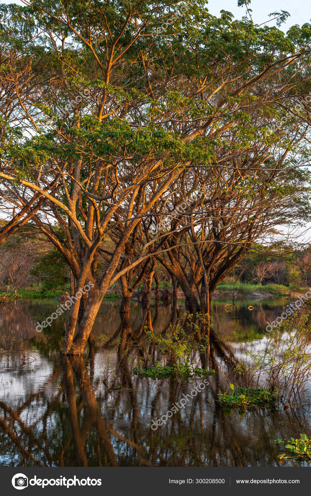 Big Tree Dead Tree Water Blue Sky Natural Background Stock Photo by ...