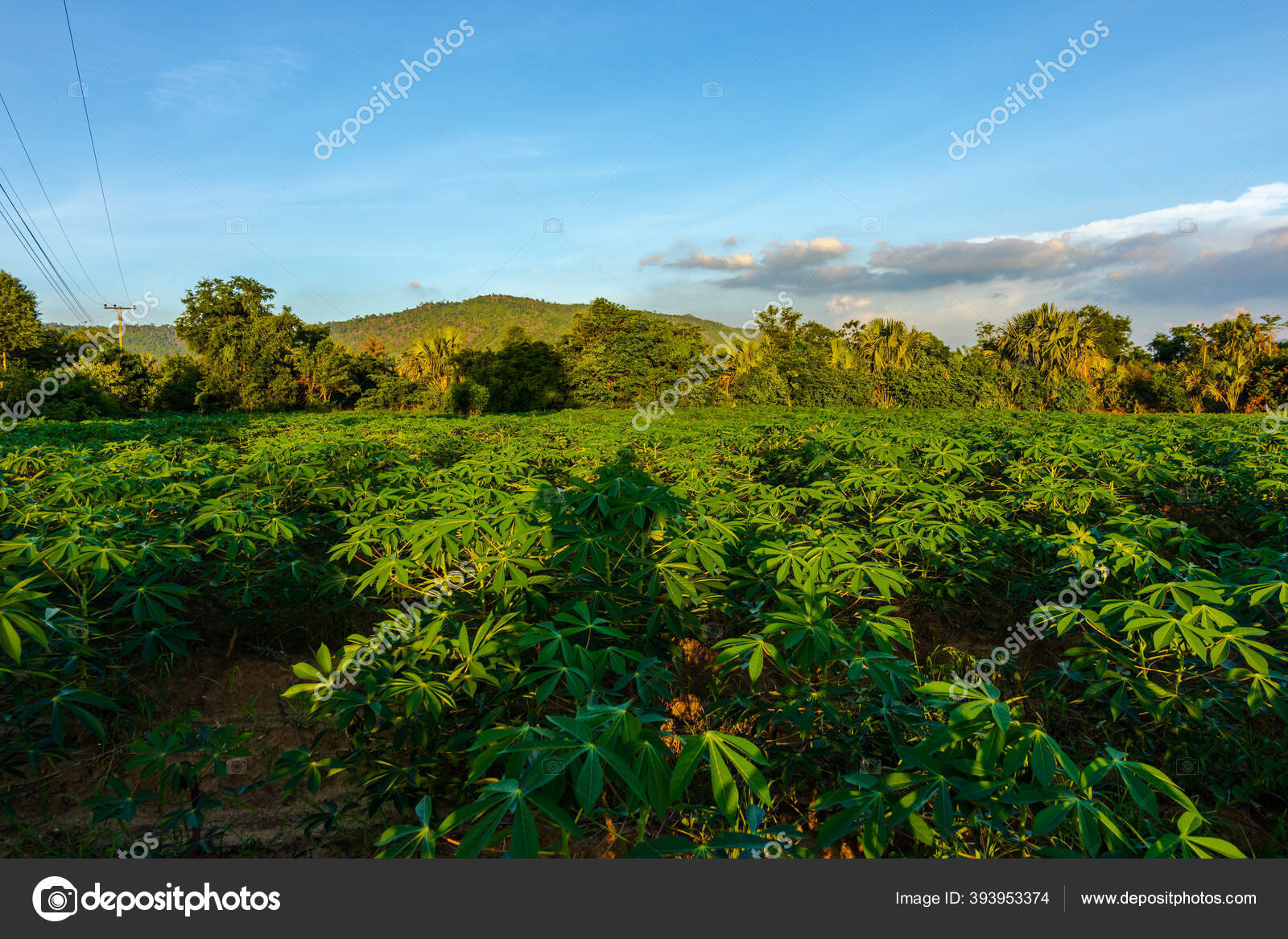 Tapioca Farm Potato Farm Tapioca Plantation Growth Mountain Background ...