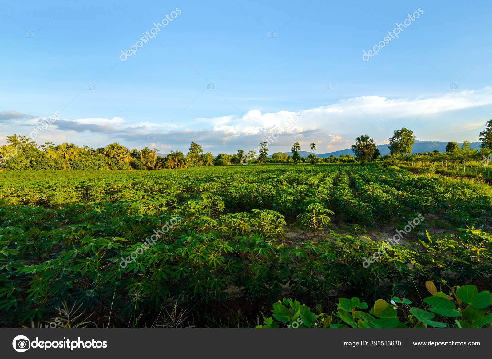 Tapioca Farm Potato Farm Tapioca Plantation Growth Mountain Background ...