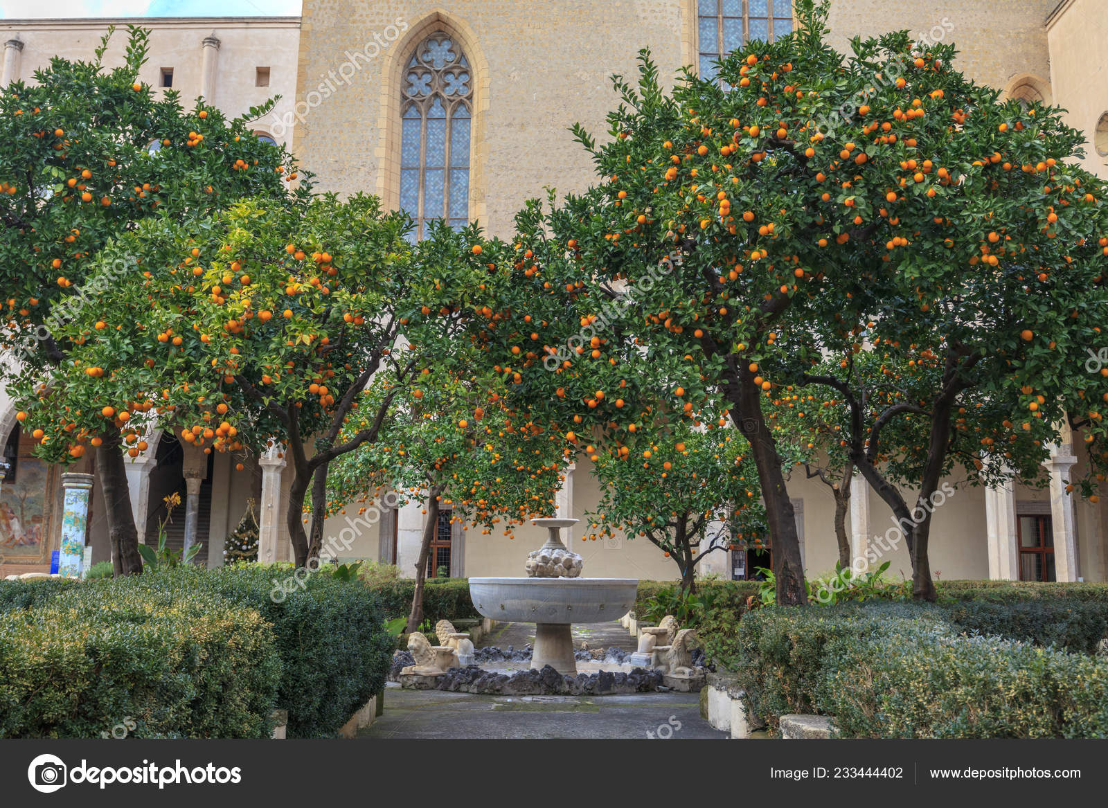 Orange Tree Courtyard Complesso Monumentale Santa Chiara Naples Italy ...