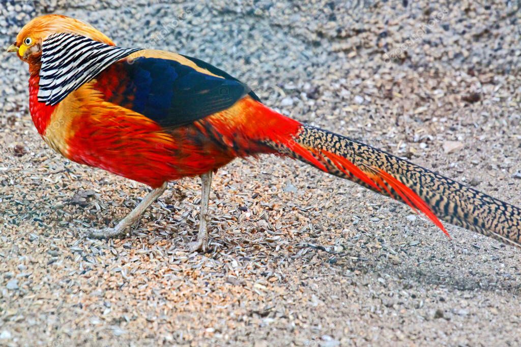El faisán dorado (Chrysolophus pictus), también conocido como faisán ...