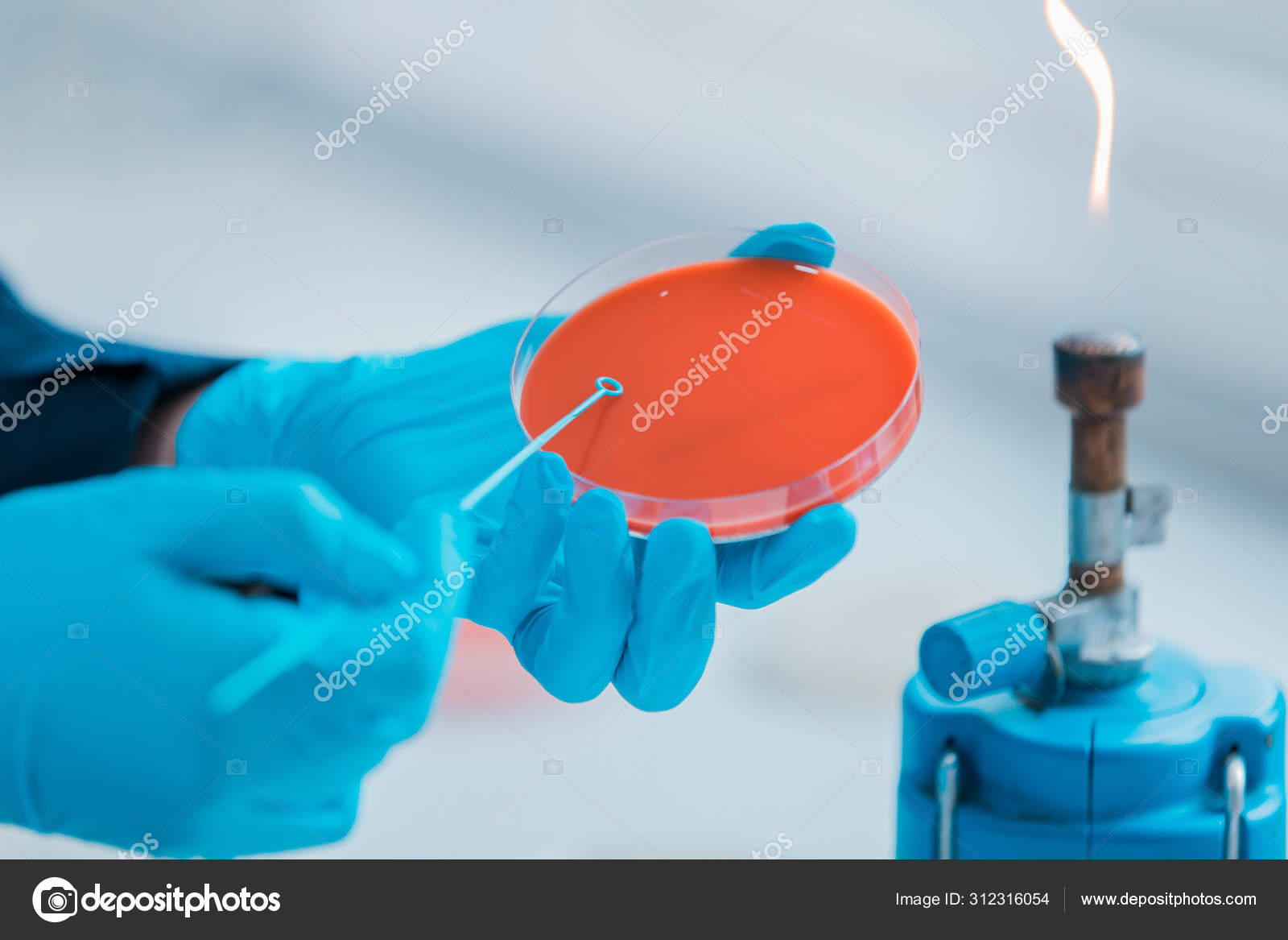 Scientist examining bacterial culture plate in a microbiology research ...