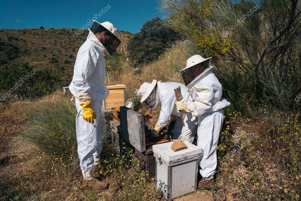 Apicultores trabajando para recolectar miel. Concepto de apicultura ...