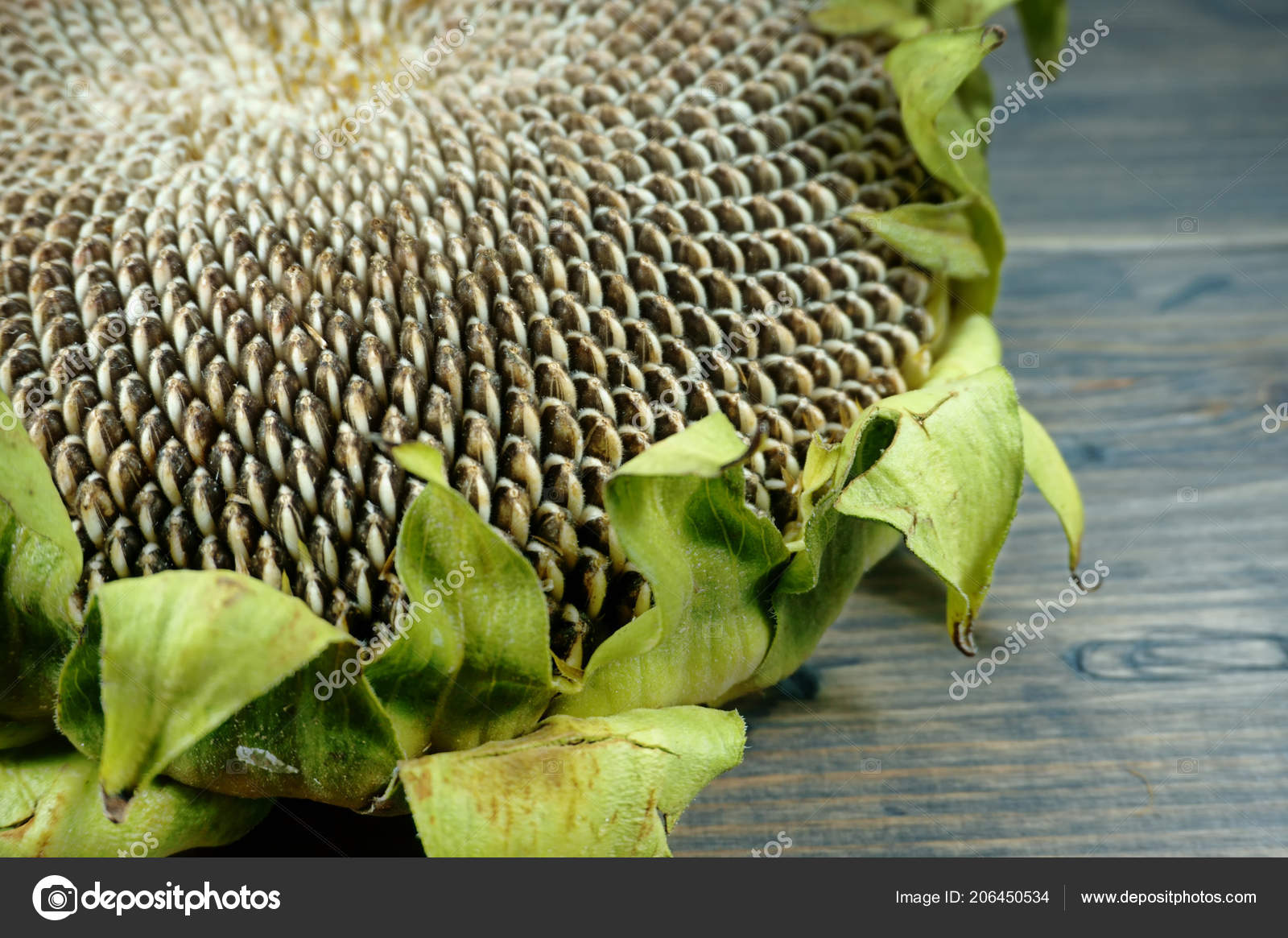 Drying Sunflower Heads