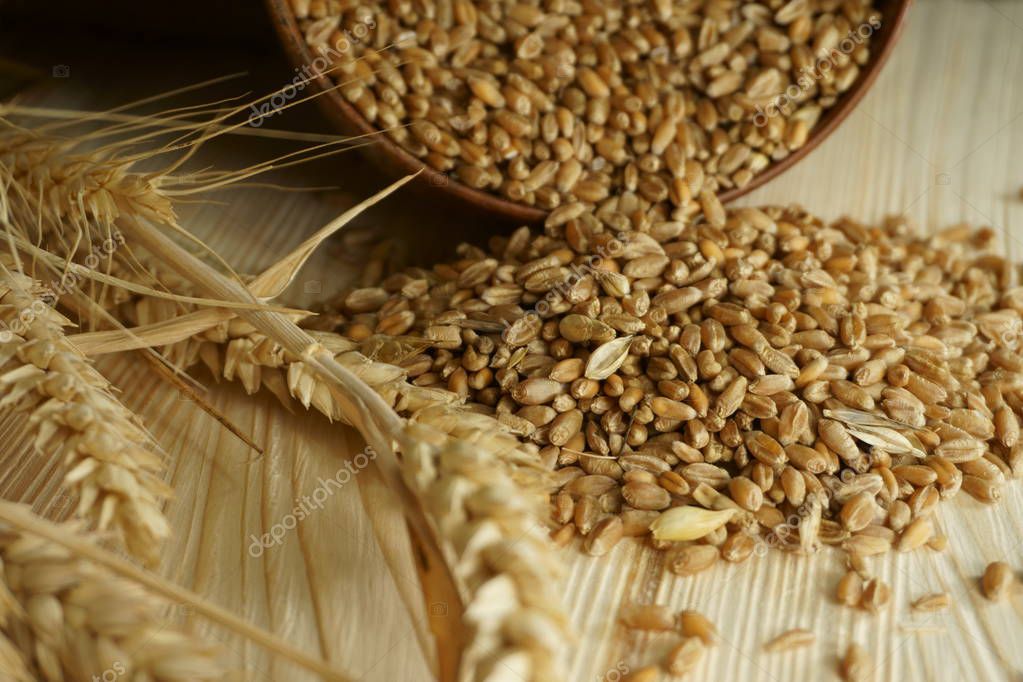 Semillas frescas de trigo crudo y espiga de trigo maduro sobre un fondo ...