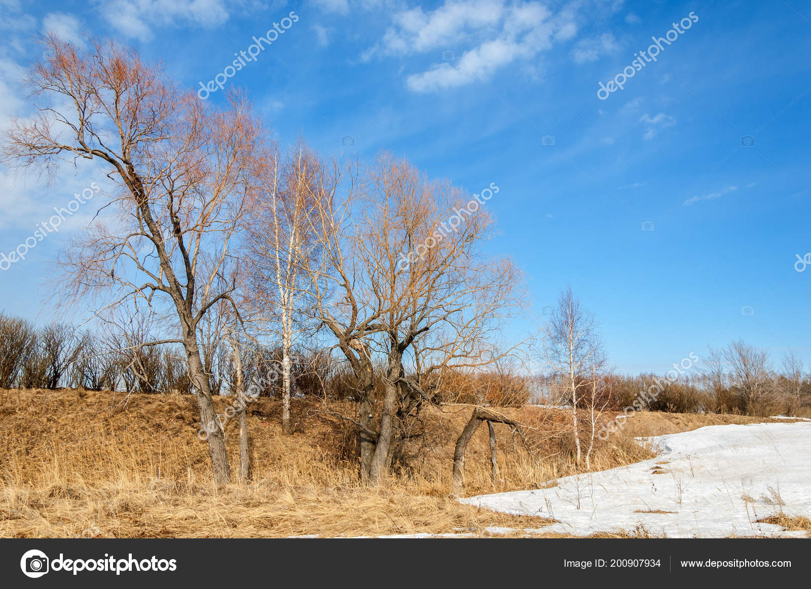 Spring Forest Grass Withered Last Snow Warm Spring Day Desktop — Stock ...