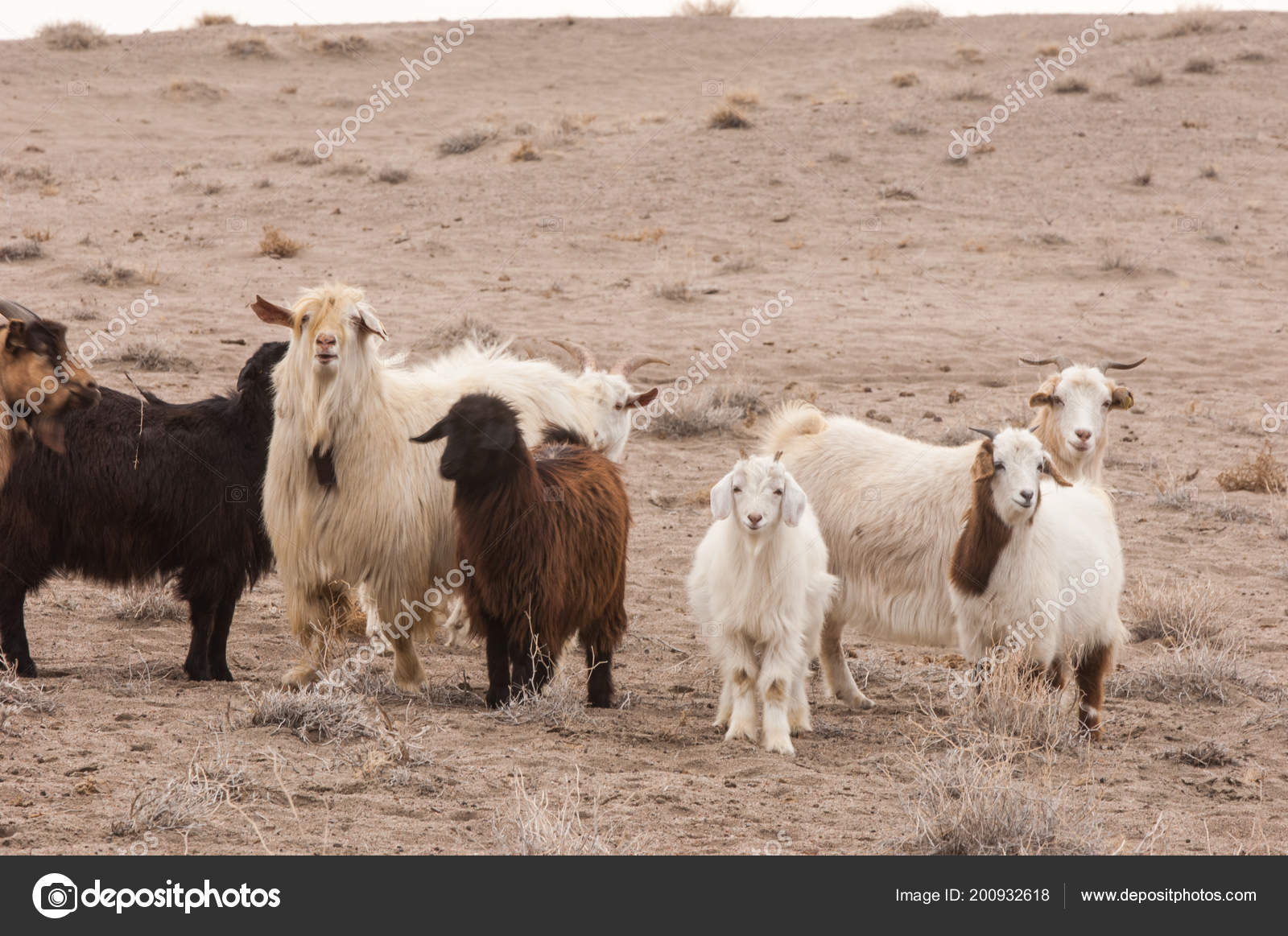 Velds Grasslands Animals