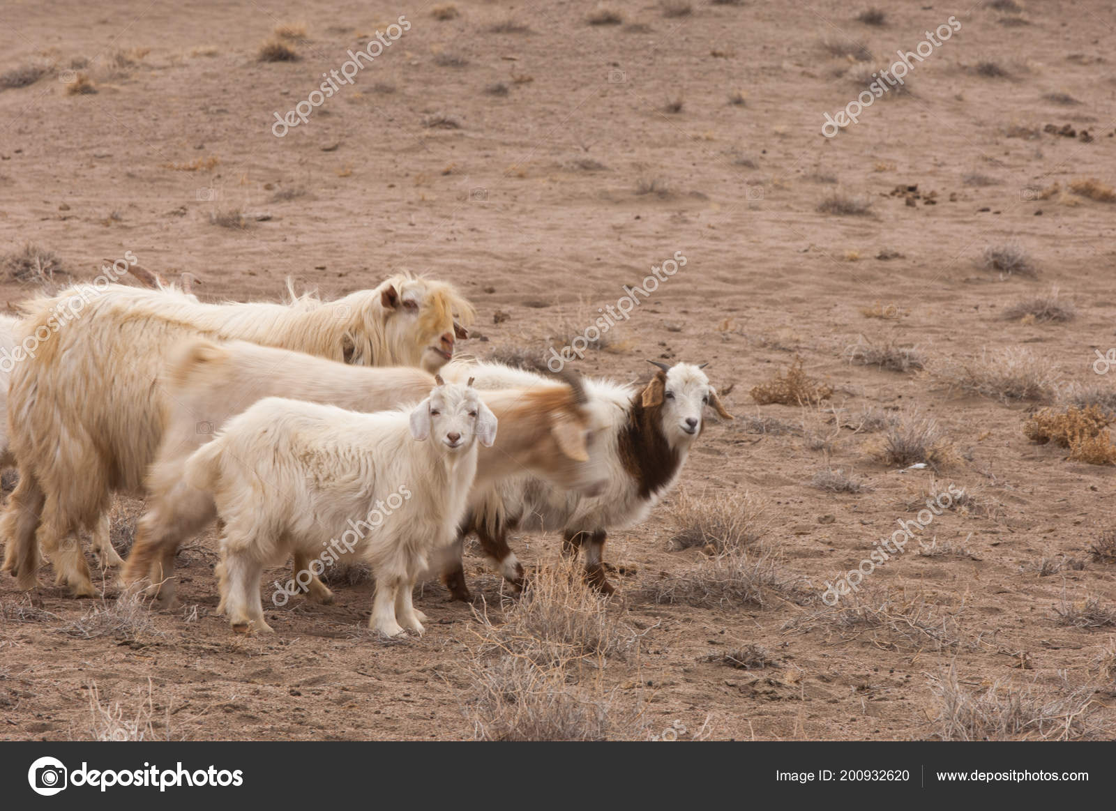 Velds Grasslands Animals