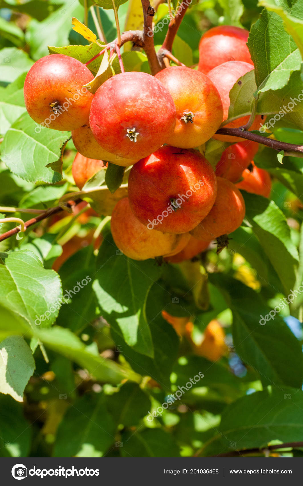 Crabapple Wild Apple Malus Genus Species Small Deciduous Apple Trees ...