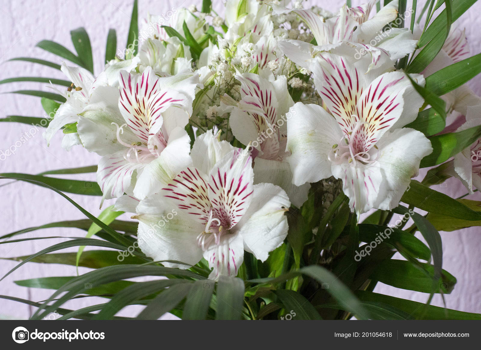 Alstroemeria Commonly Called Peruvian Lily Lily Incas Genus Flowering ...