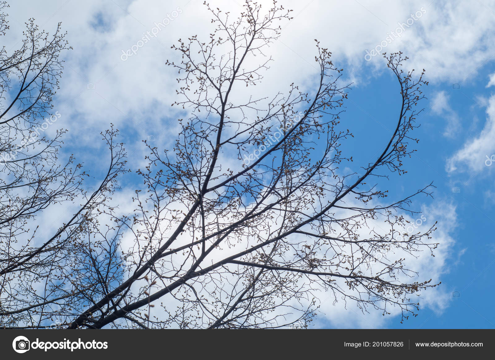 Texture Background Image Spring Landscape First Leaves Trees Stock ...