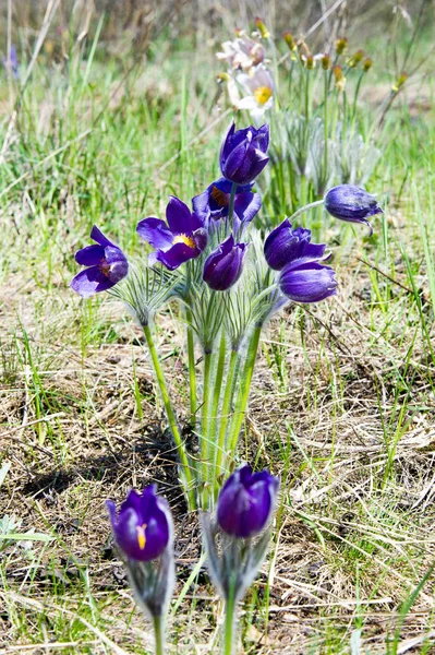Spring landscape. Flowers growing in the wild. Spring flower Pulsatilla ...