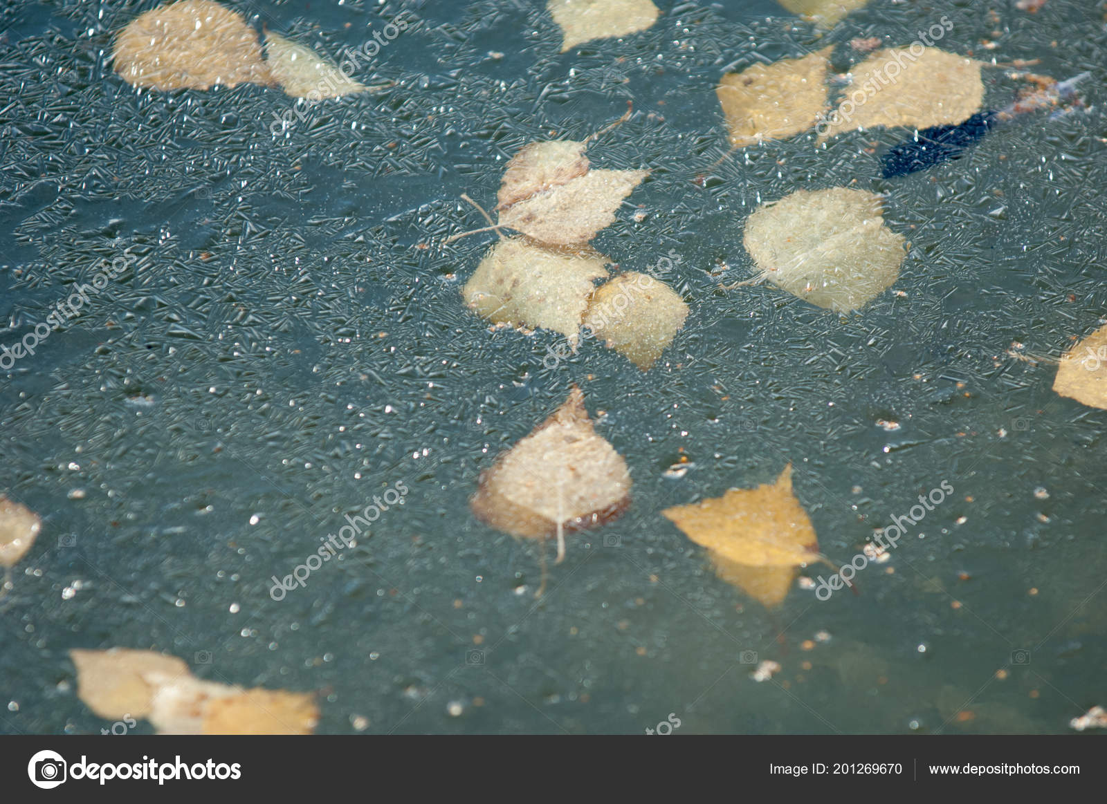 Autumn Park Ice Water Basin Leaves Frozen Ice Yellow Leaves — Stock ...