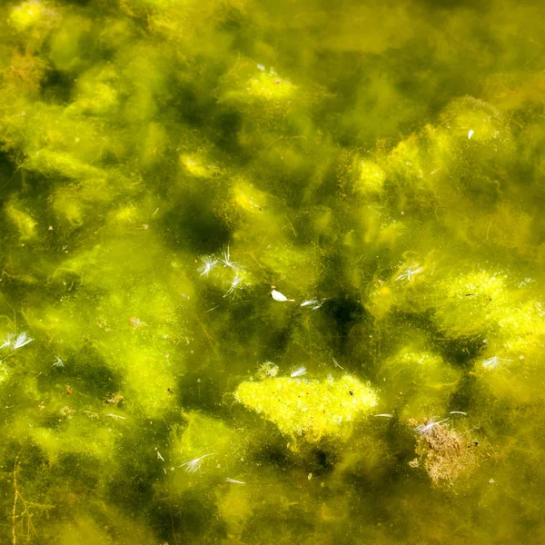 Dry algae Stock Photos, Royalty Free Dry algae Images | Depositphotos