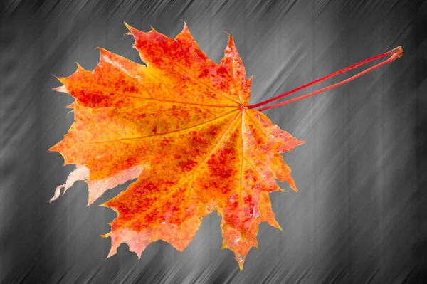 Fall Leaves Photo Studio. Maple Leaf - Stock Image - Everypixel