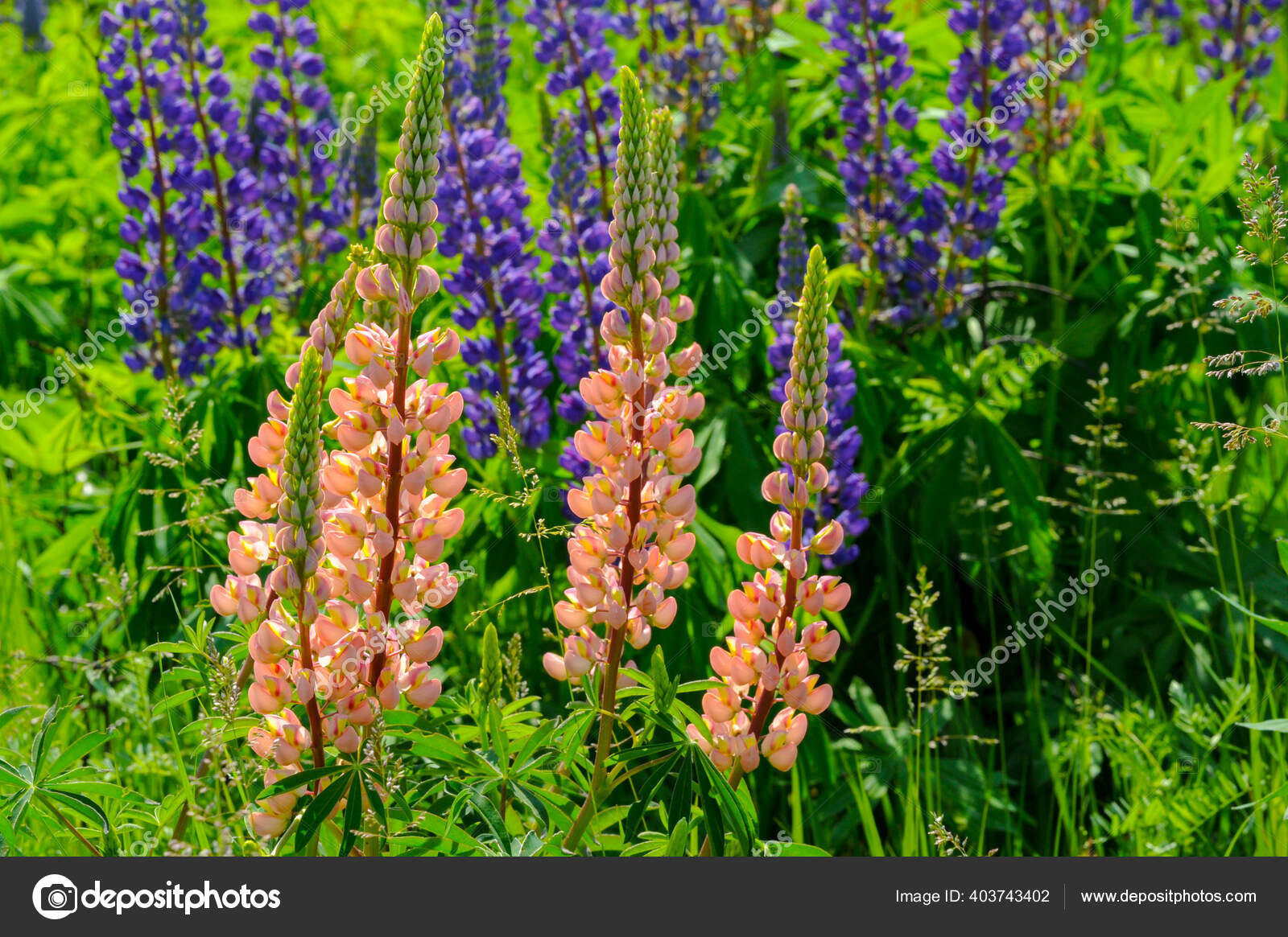 Lupinus Commonly Known Lupin Lupine Genus Flowering Plants Legume ...