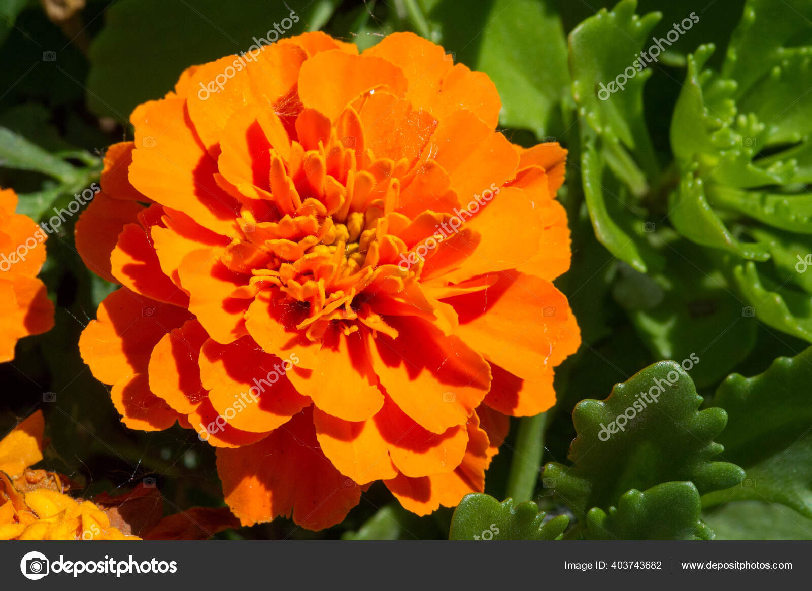 Marigold Most Commonly Cultivated Varieties Tagetes Known Variously ...