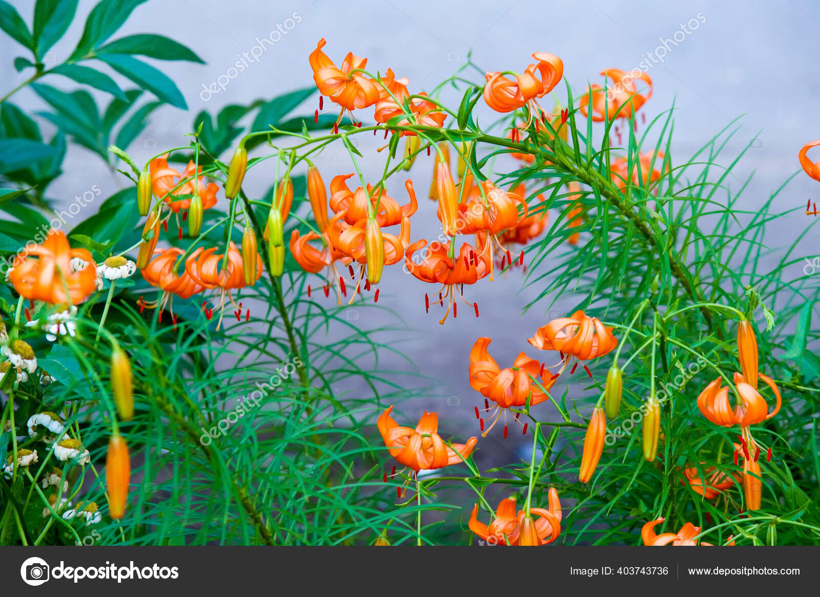 Lilium Members Which True Lilies Genus Herbaceous Flowering Plants ...