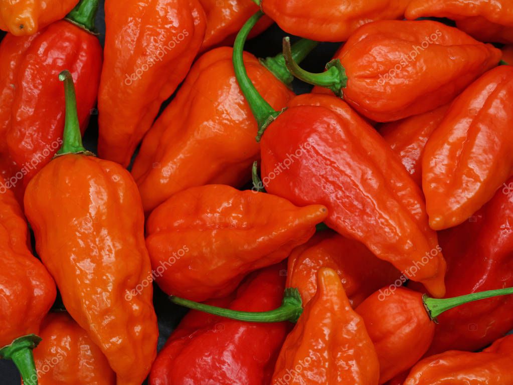 primer plano de chiles, jolokia bhut, el pimiento más picante del mundo ...