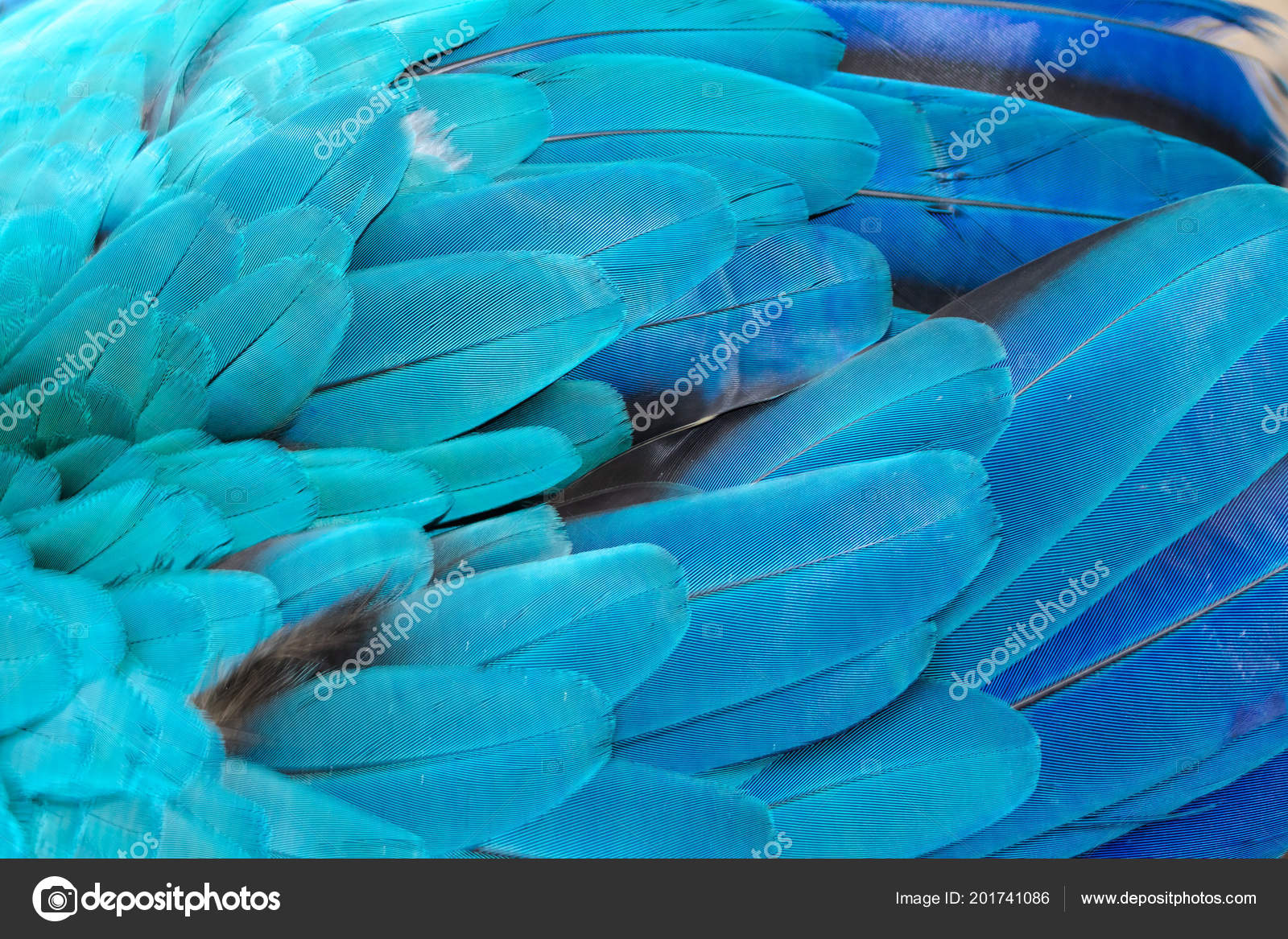 Beautiful Bird Feather Background Stock Photo by ©vckeng 201741086