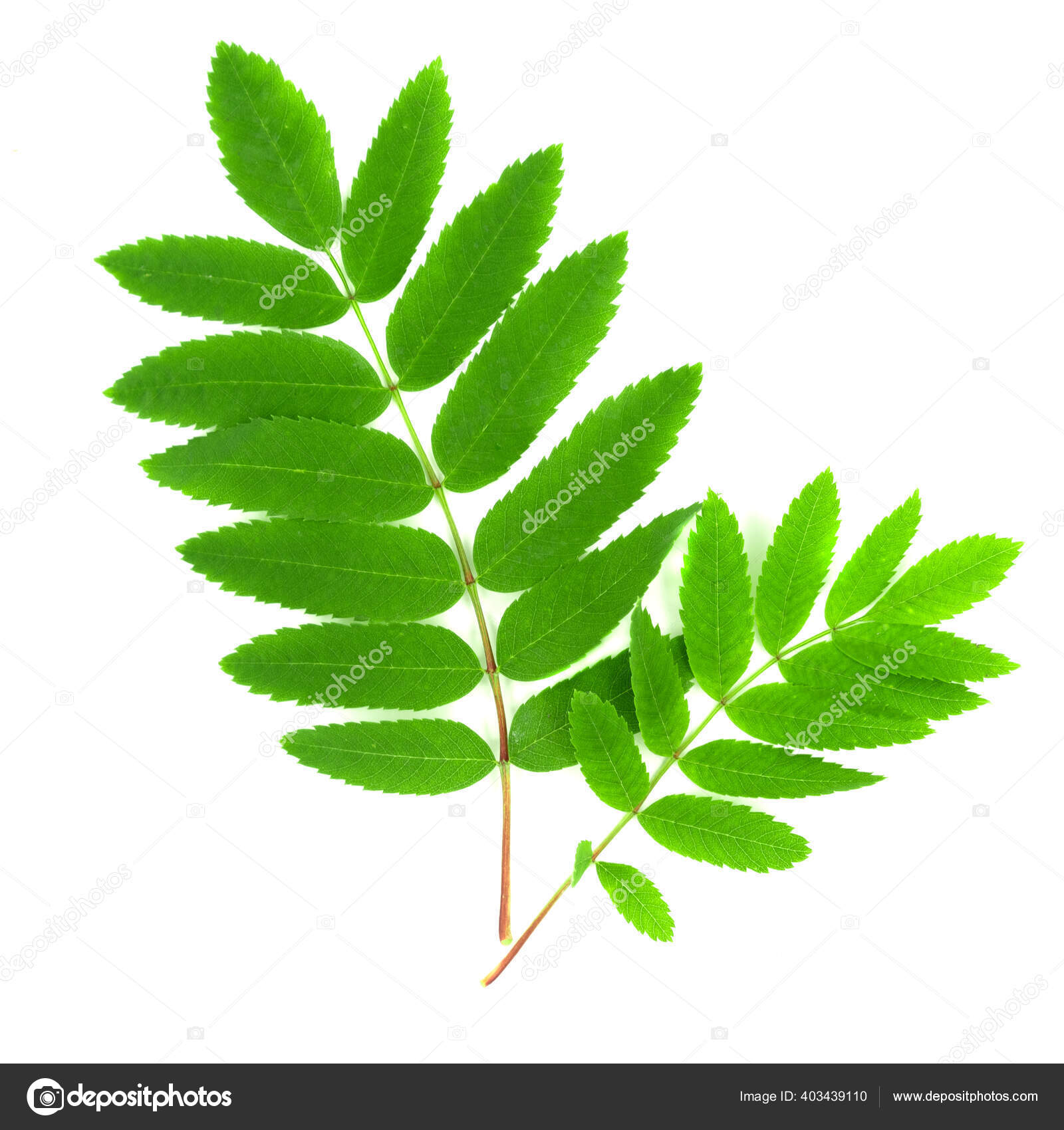 Green Rowan Leaves Isolated White Background Stock Photo by ©ilya1993 ...