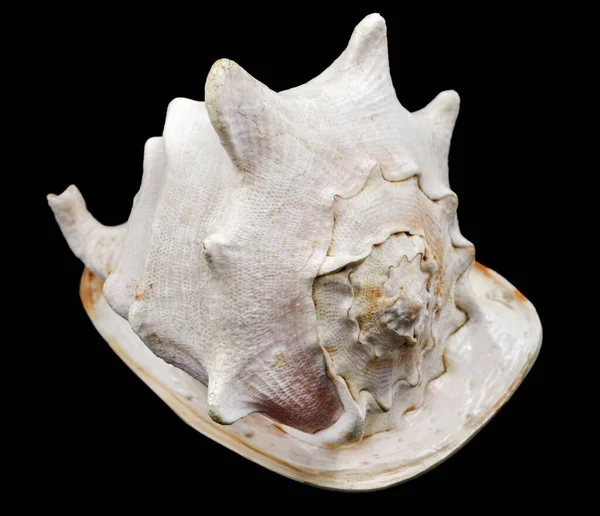 El caracol de mar Stock Photos, Royalty Free El caracol de mar Images ...