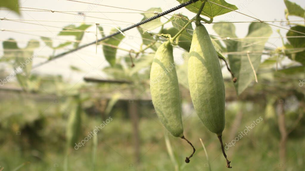 Trichosanthes dioica, también conocida como calabaza puntiaguda, es una ...