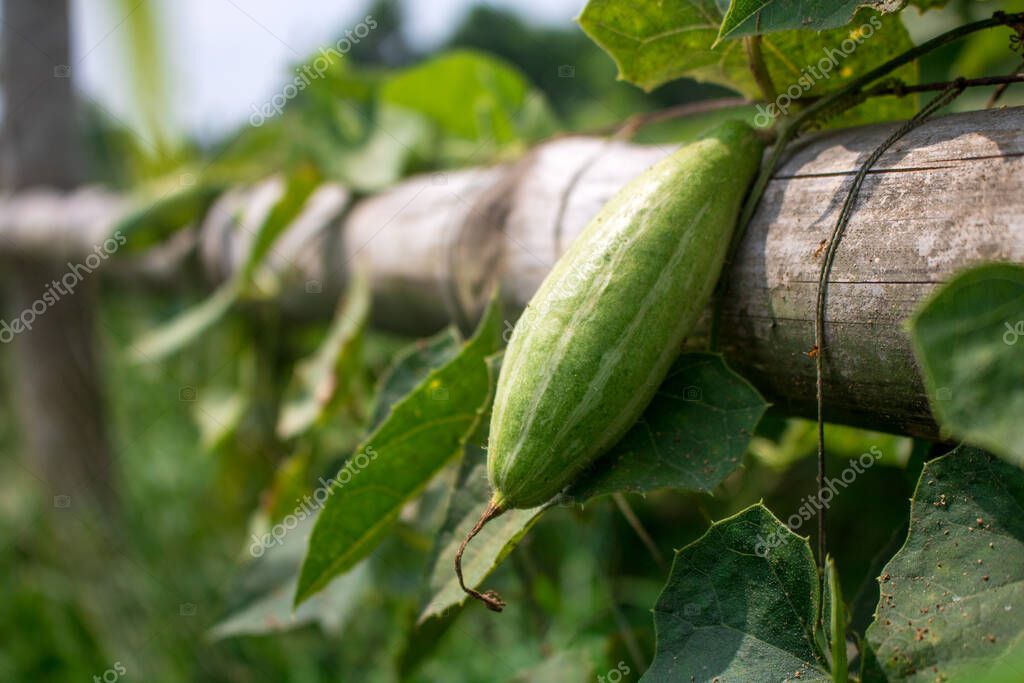 Trichosanthes dioica, también conocida como calabaza puntiaguda, es una ...