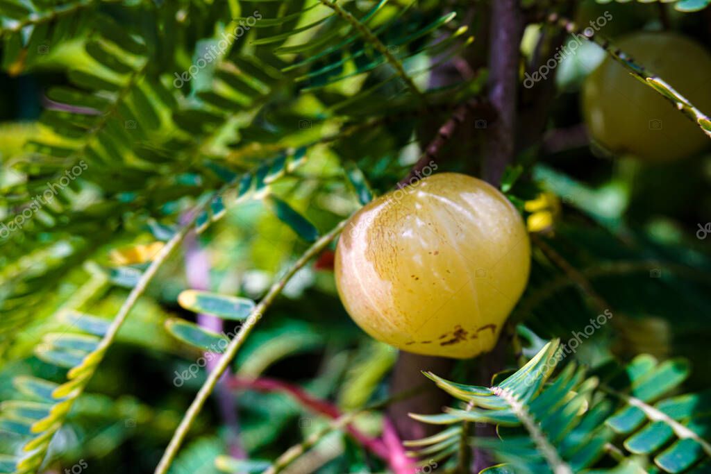 Phyllanthus emblica, también conocido como emblic, emblic myrobalan ...