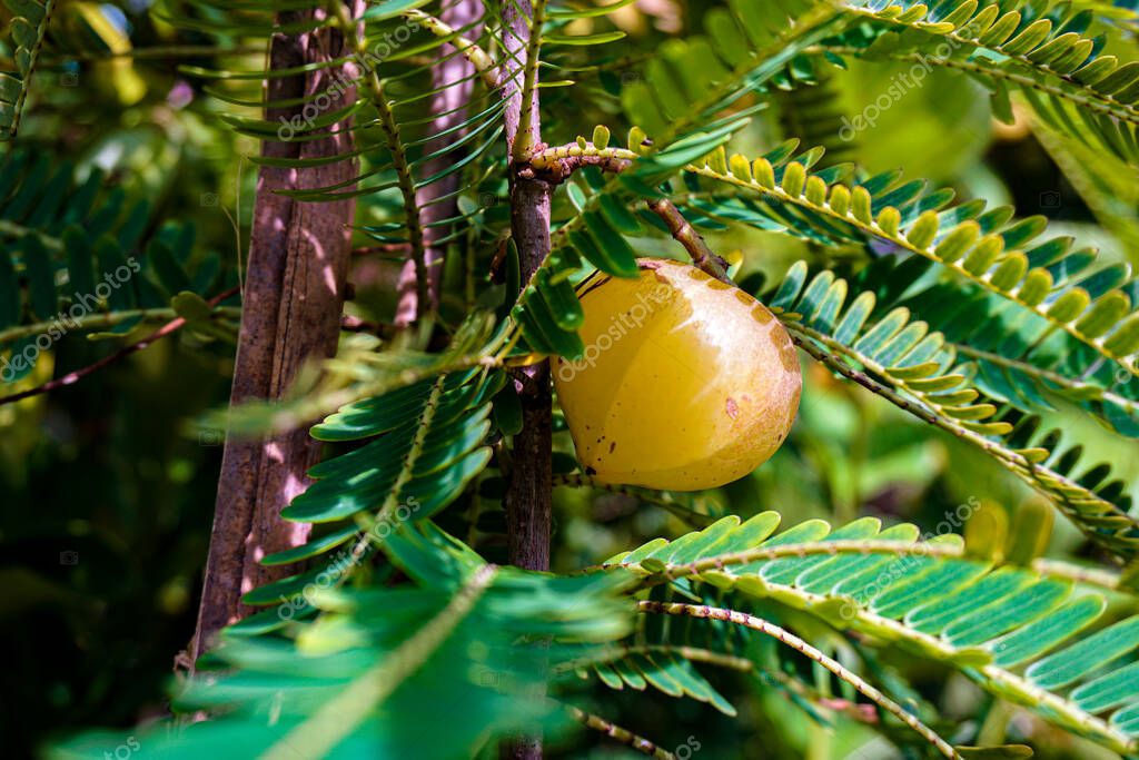 Phyllanthus emblica, también conocido como emblic, emblic myrobalan ...