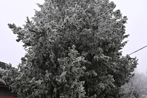 White fur tree Stock Photos, Royalty Free White fur tree Images ...