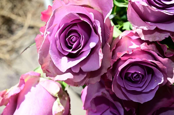 Fiesta anual de la rosa Stock Photos, Royalty Free Fiesta anual de la ...