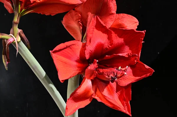 Gladiolus bulb Stock Photos, Royalty Free Gladiolus bulb Images ...