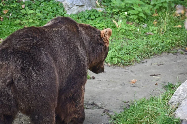 Imágenes de Los osos tienen cola, fotos de Los osos tienen cola sin ...