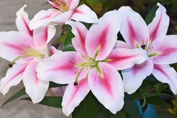 Star lilies Stock Photos, Royalty Free Star lilies Images | Depositphotos