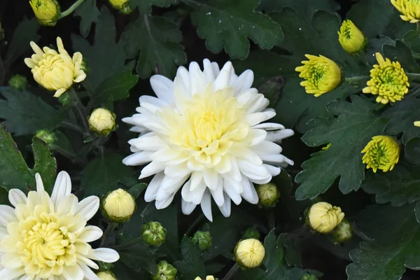Chrysanthemum multiflora fotos de stock, imágenes de Chrysanthemum ...