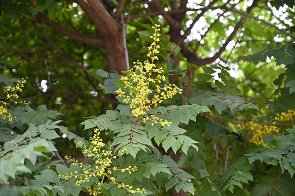 Arbusto de goma india Stock Photos, Royalty Free Arbusto de goma india ...