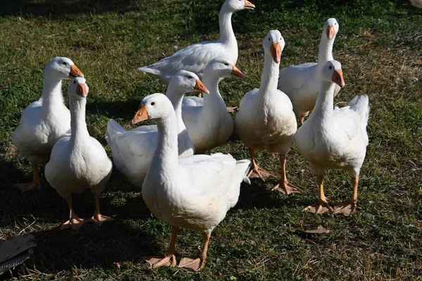 Geese team Stock Photos, Royalty Free Geese team Images | Depositphotos