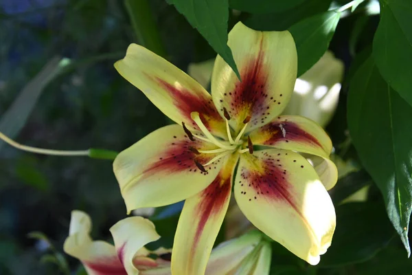 Cali lilies Stock Photos, Royalty Free Cali lilies Images | Depositphotos