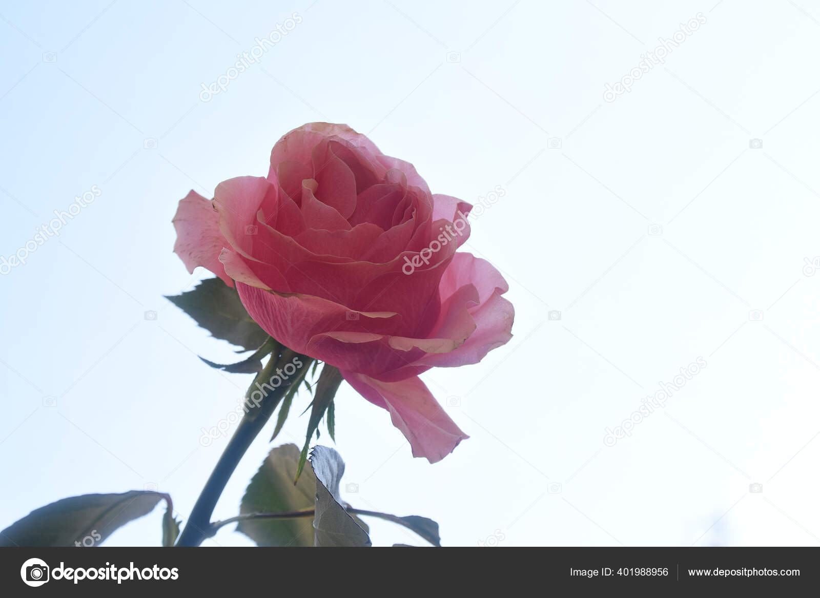 Beautiful Rose Flower Sky Background Summer Concept Close View — Stock ...