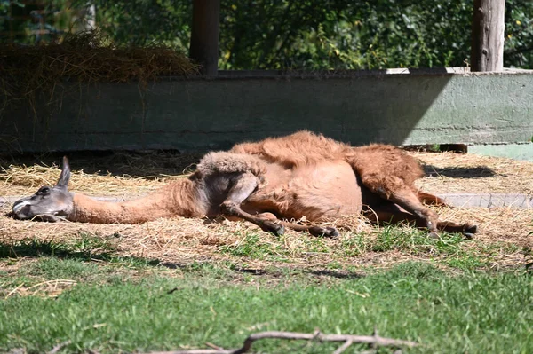 Camel sleeping Stock Photos, Royalty Free Camel sleeping Images | Depositphotos