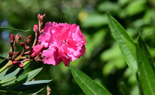Árbol de adelfa fotos de stock, imágenes de Árbol de adelfa sin ...