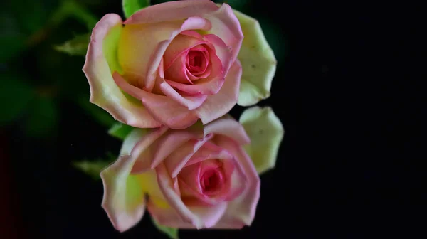 Roses reflection Stock Photos, Royalty Free Roses reflection Images ...