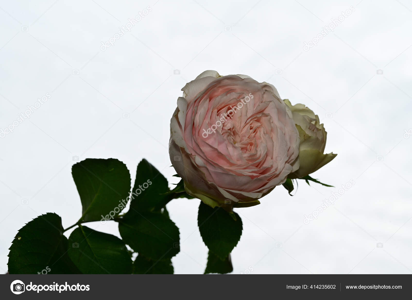 Beautiful Roses Flowers Blue Sky Background — Stock Photo © binder1 ...