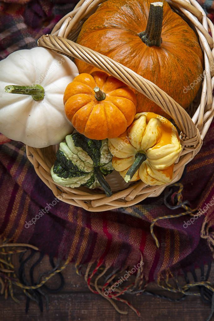 Cosecha de otoño. Calabazas decorativas de diferentes variedades en una ...