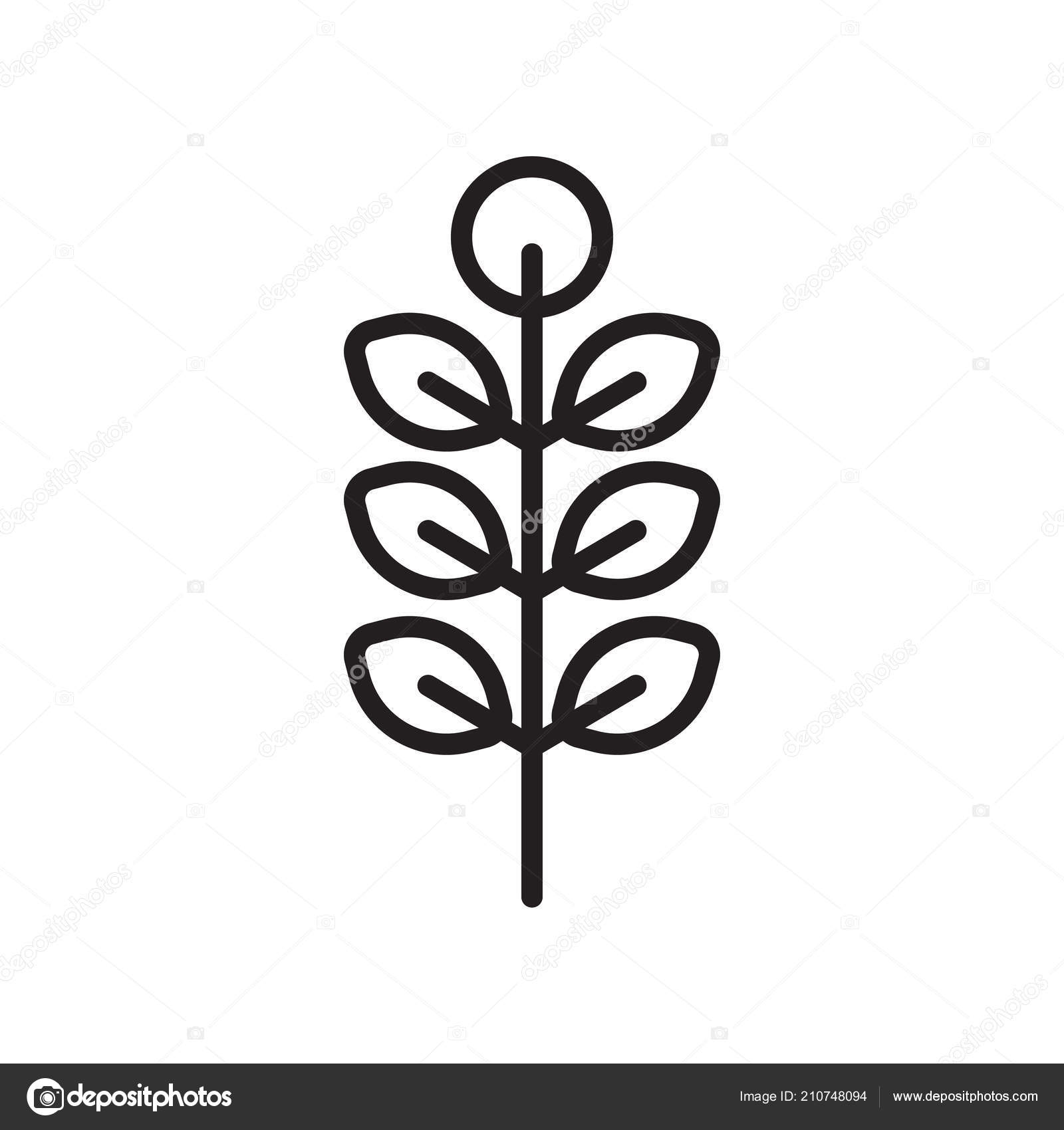 American Mountain Ash icon vector sign and symbol isolated on wh Stock ...