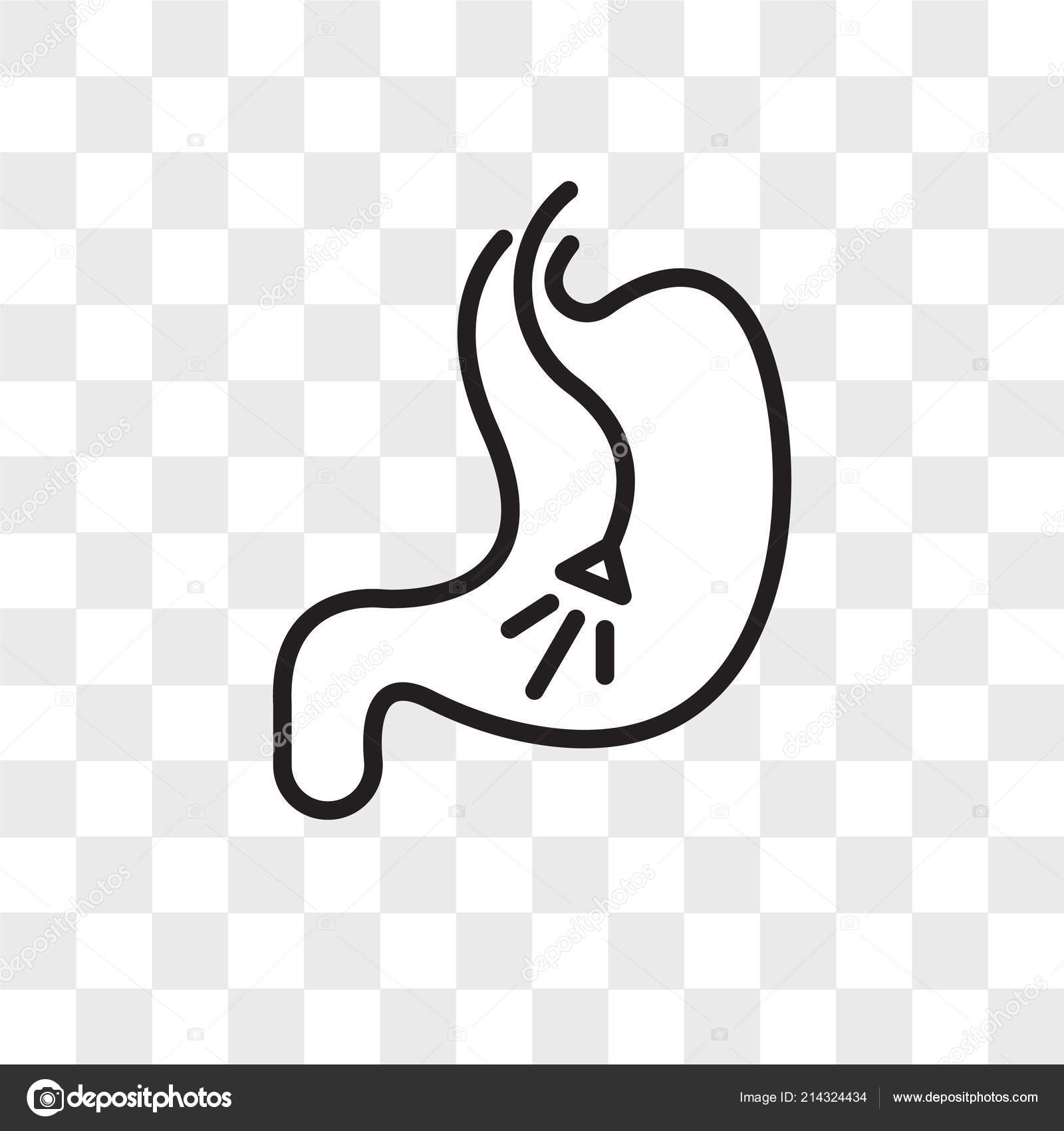 Endoscopy vector icon isolated on transparent background, endosc Stock ...